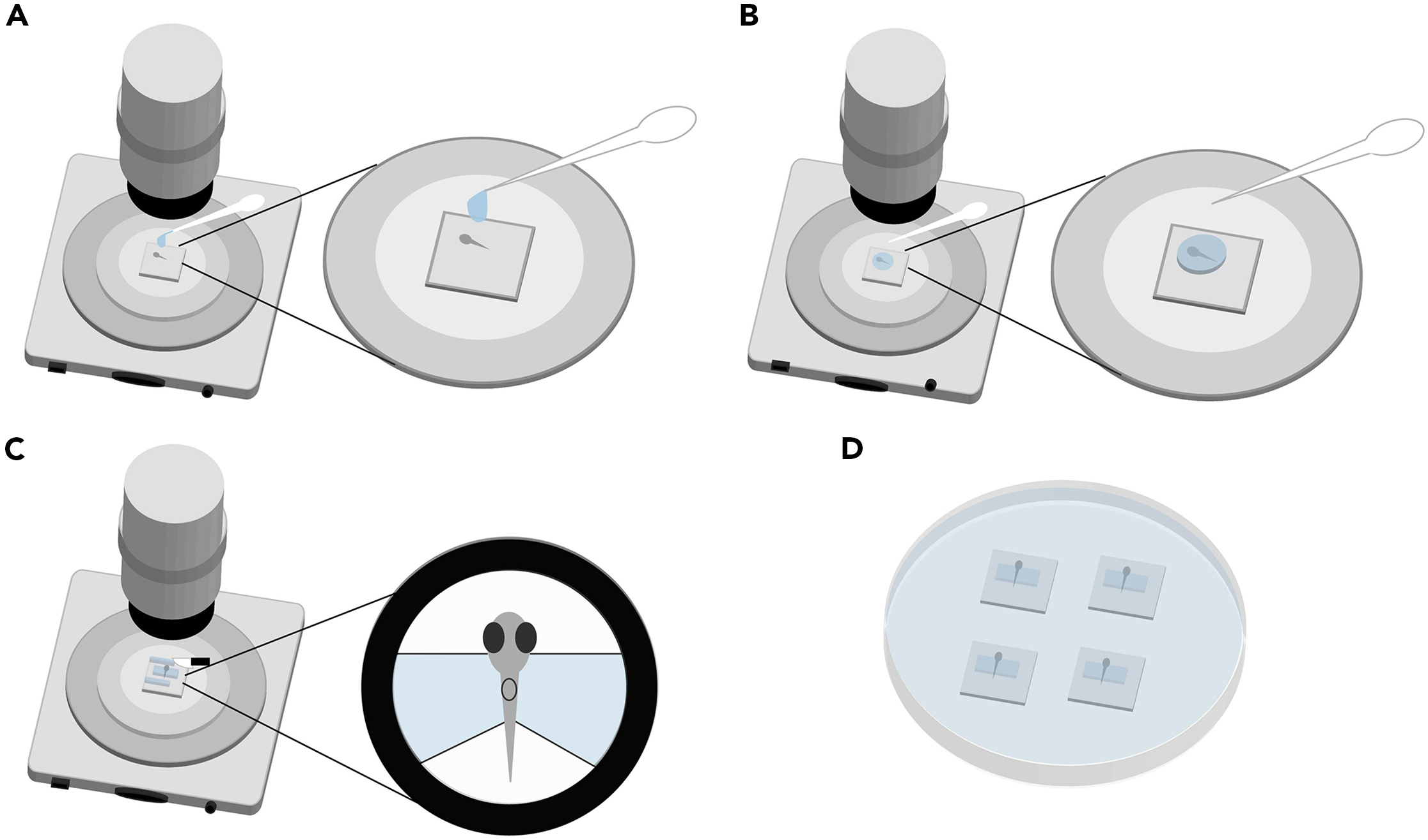 Cell Press: STAR Protocols