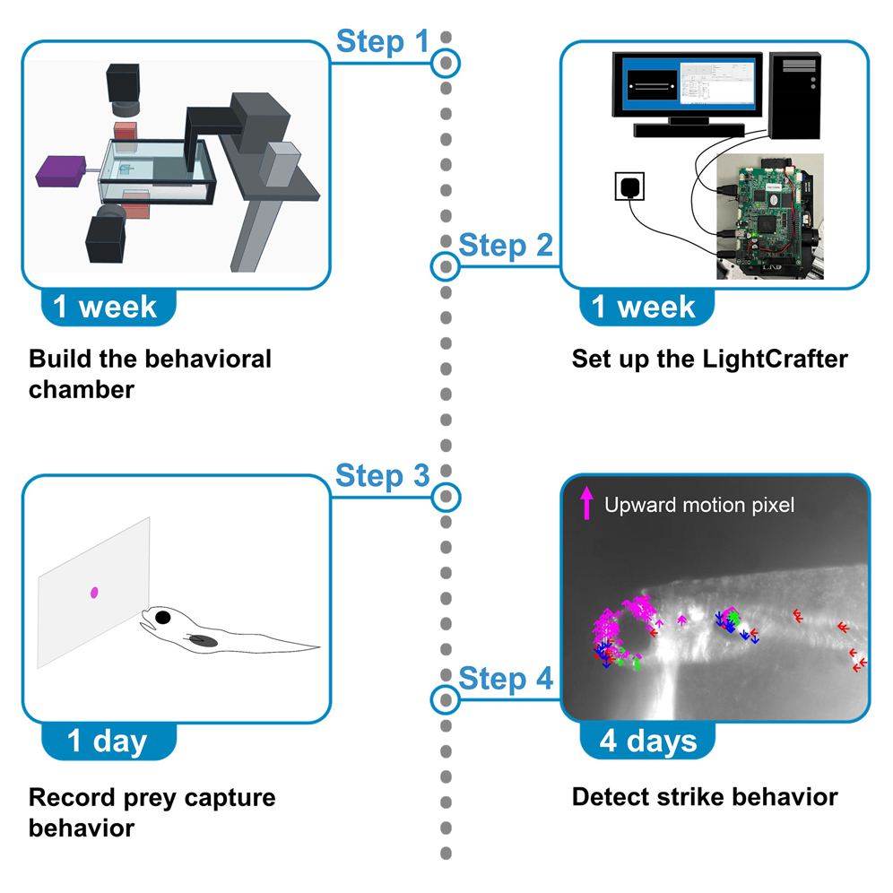 Cell Press: STAR Protocols