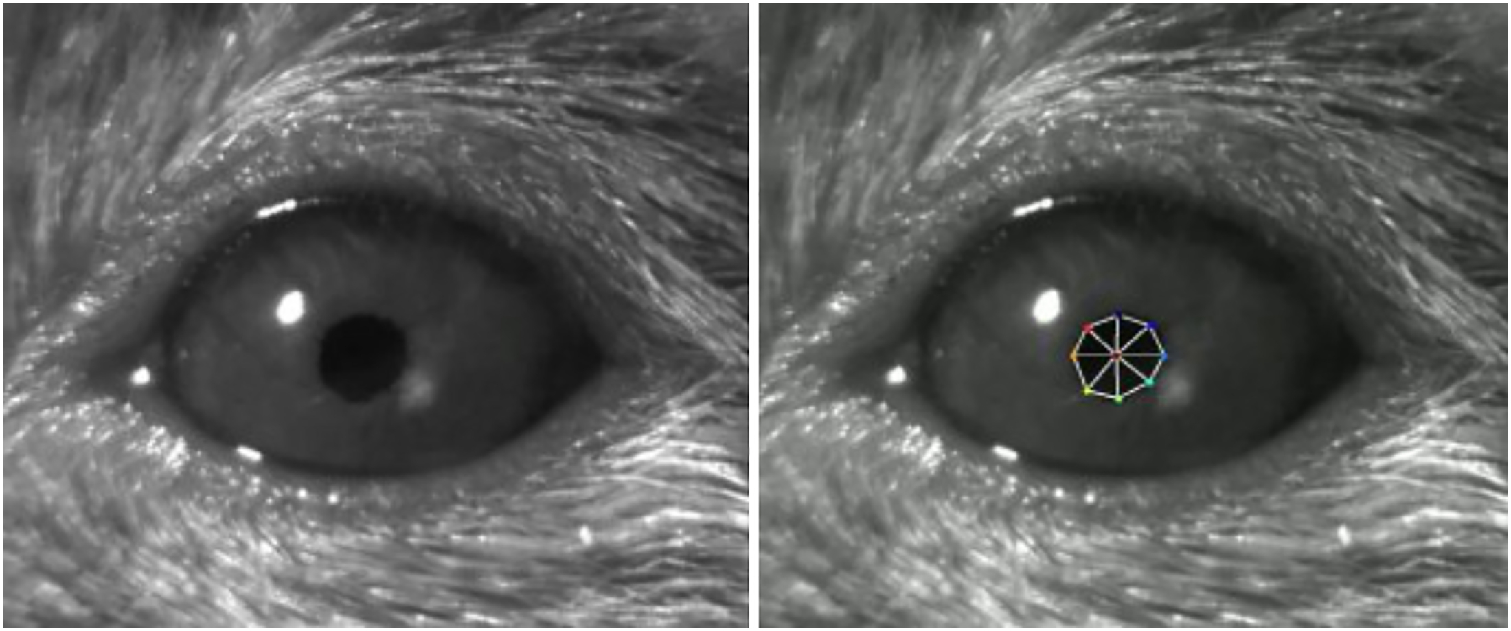 Cell Press: STAR Protocols