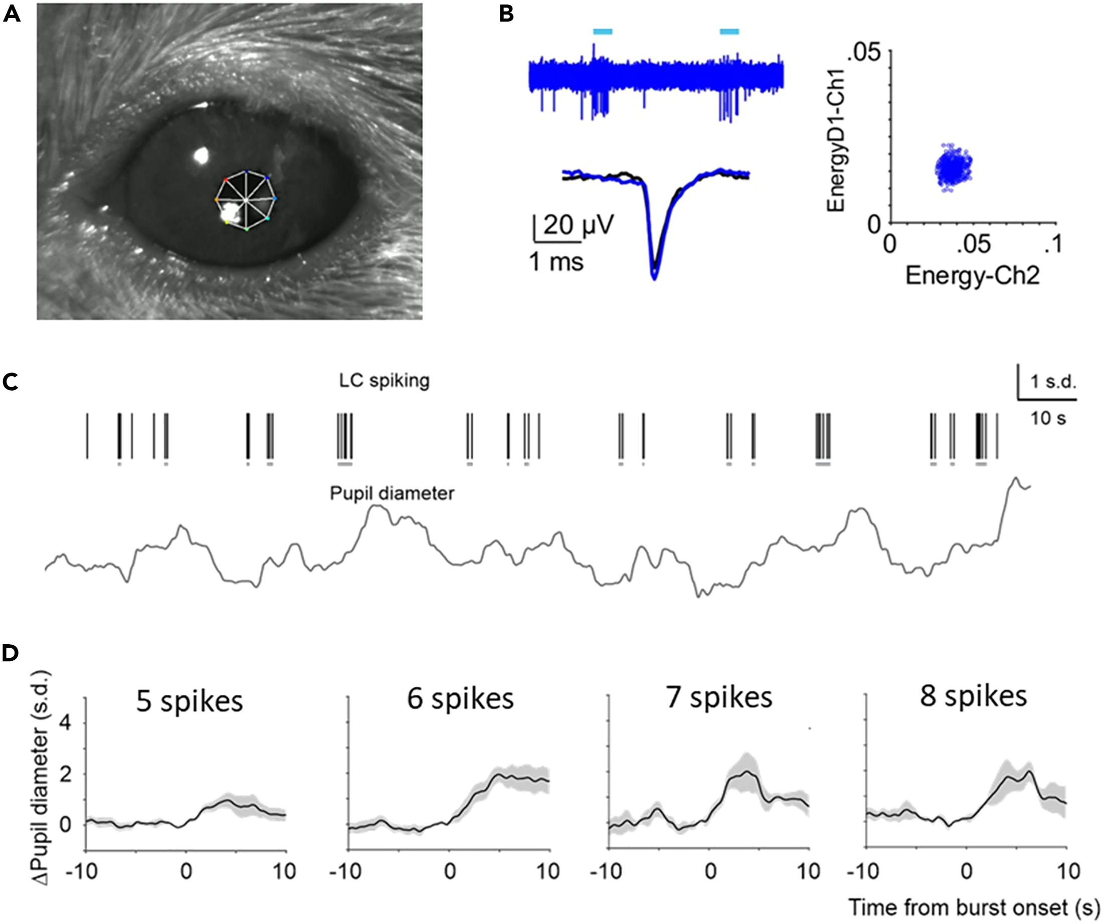 Cell Press: STAR Protocols
