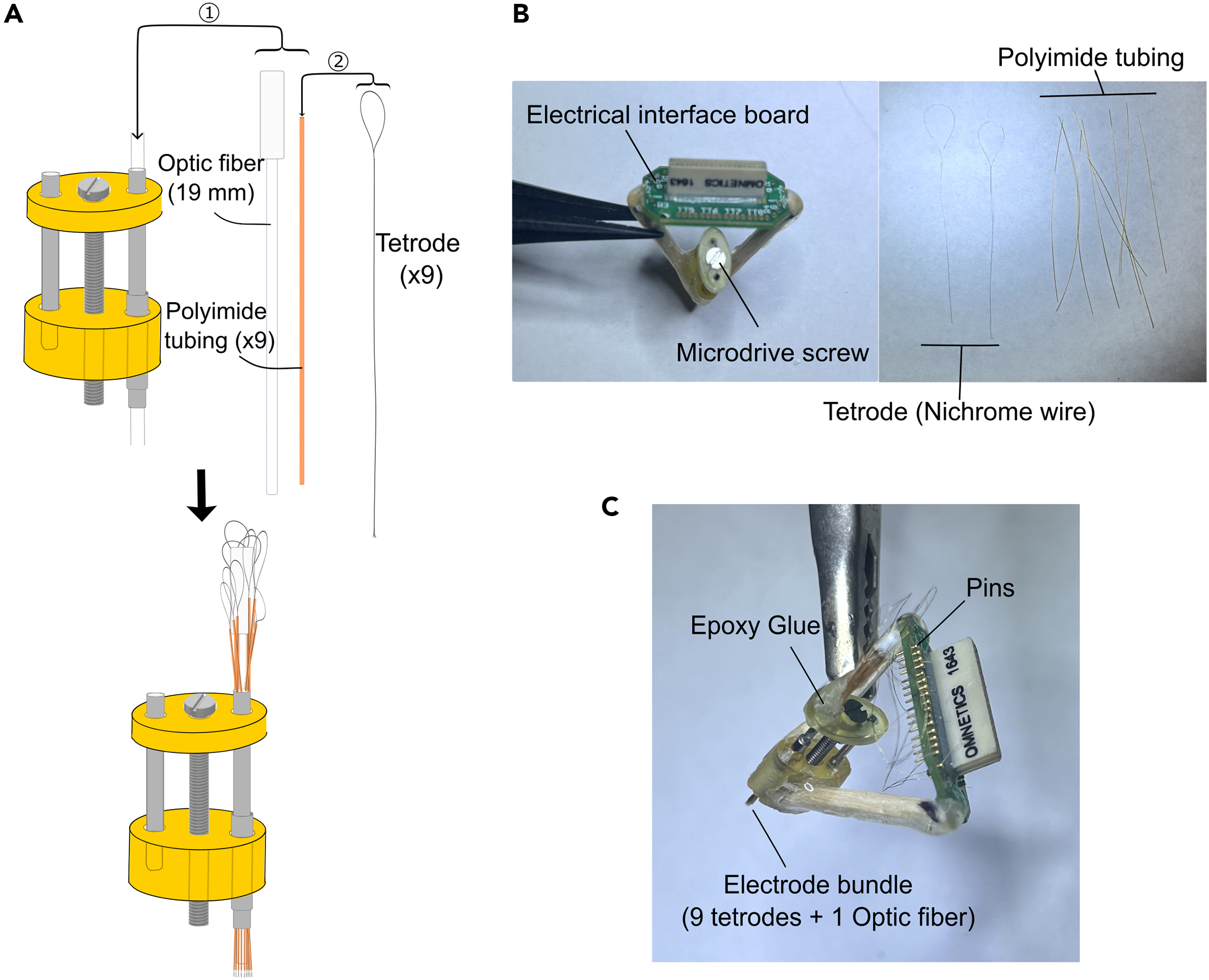 Cell Press: STAR Protocols