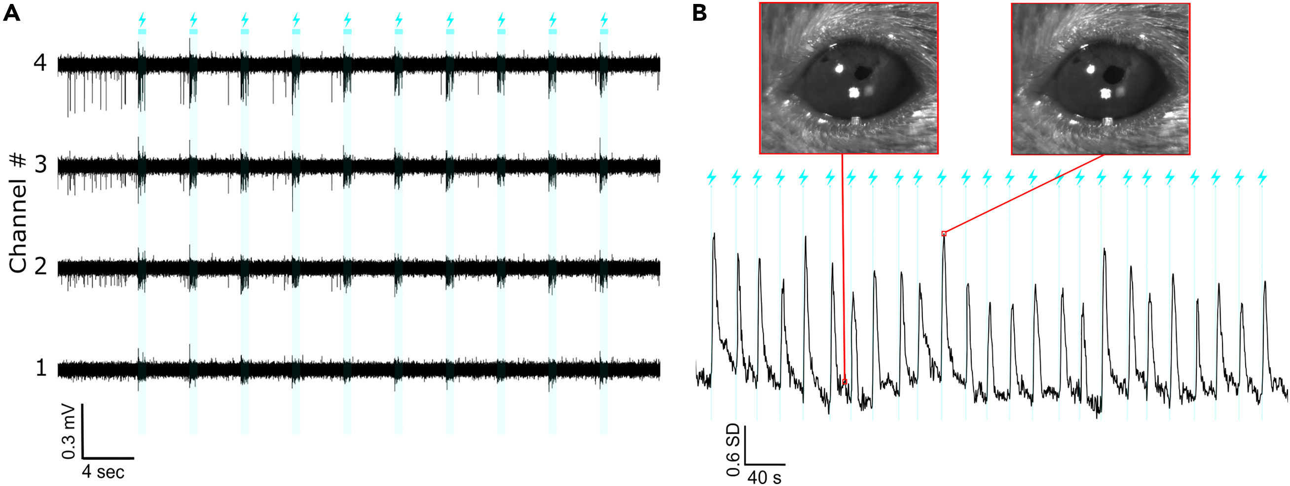 Cell Press: STAR Protocols