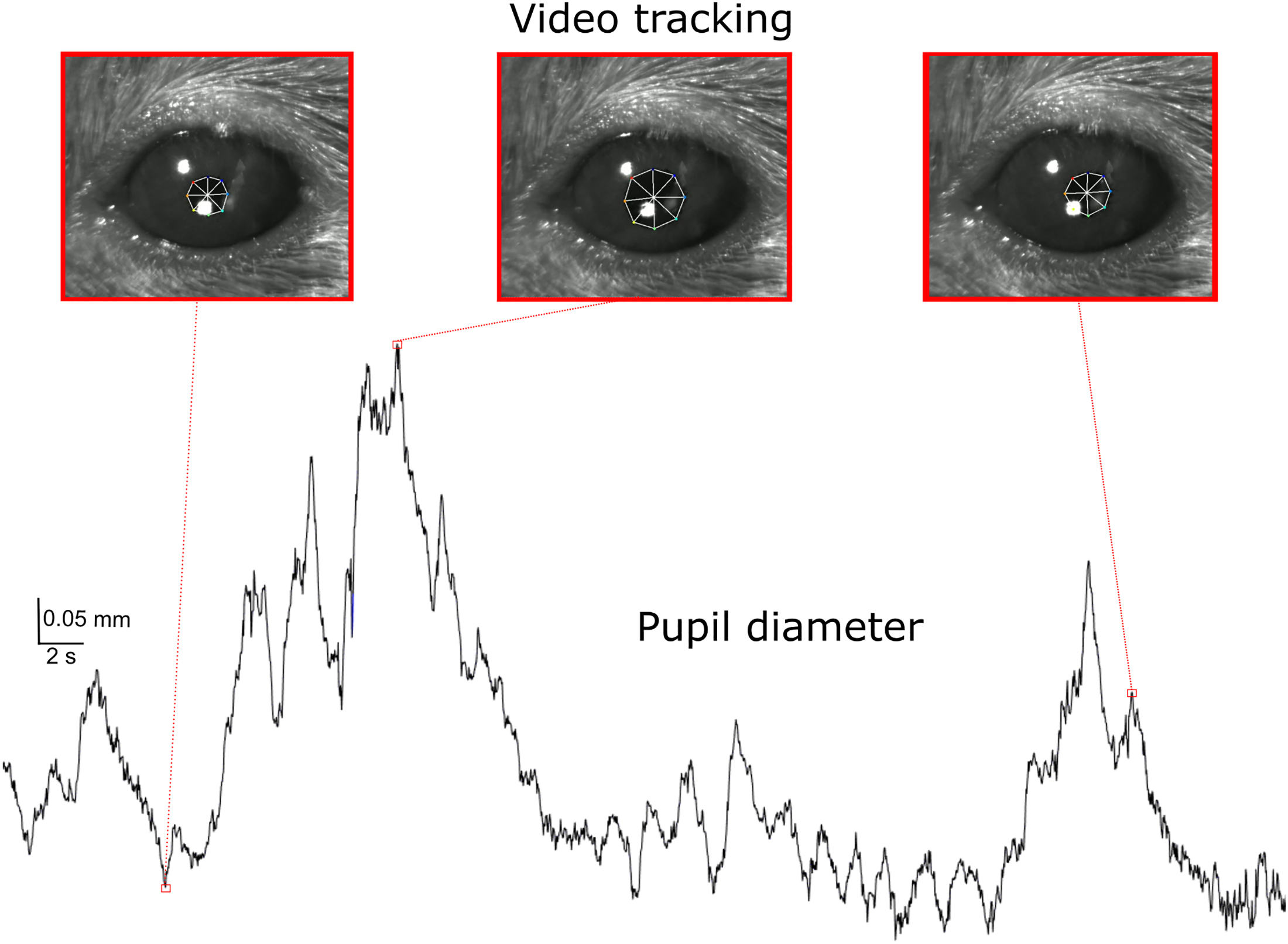 Cell Press: STAR Protocols