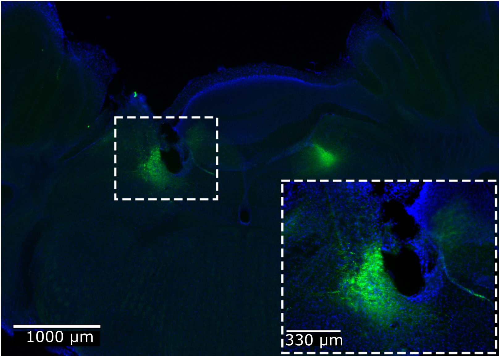 Cell Press: STAR Protocols