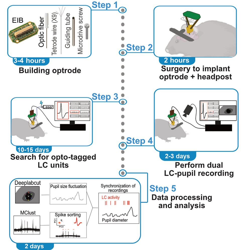 Cell Press: STAR Protocols