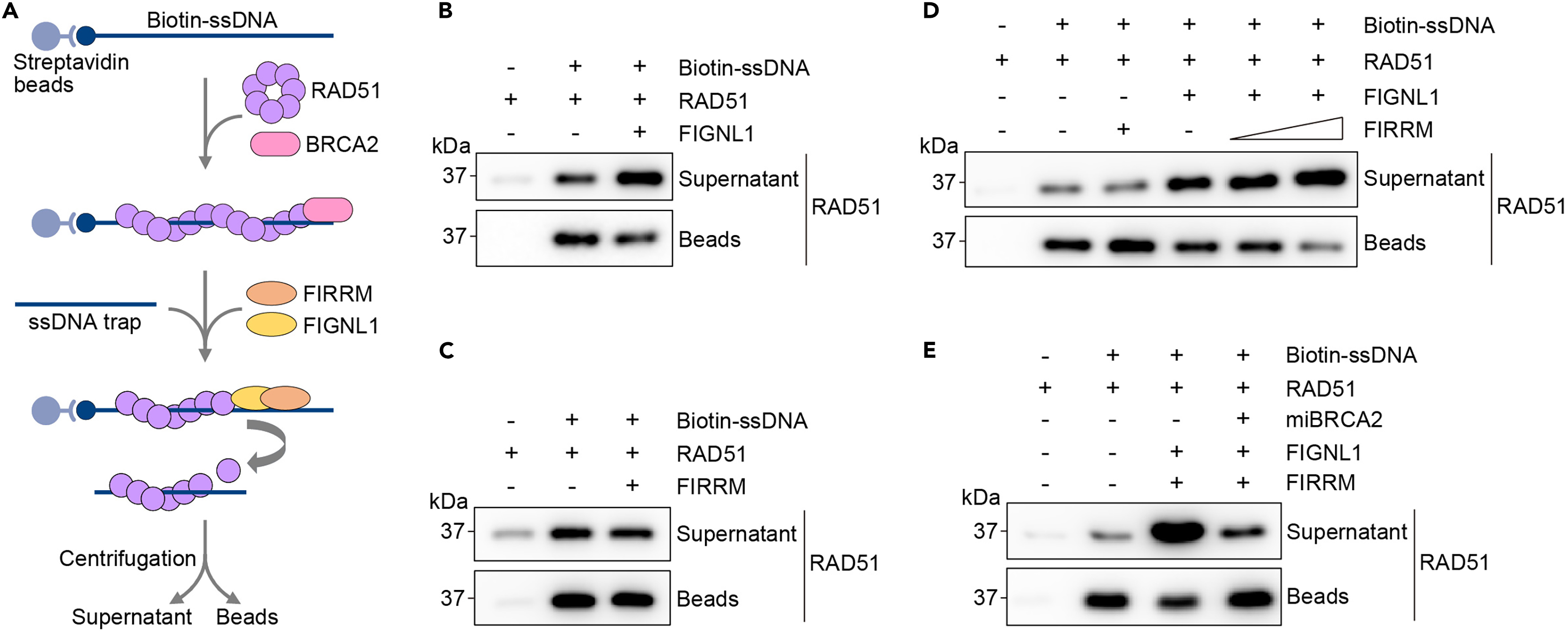 Cell Press: STAR Protocols