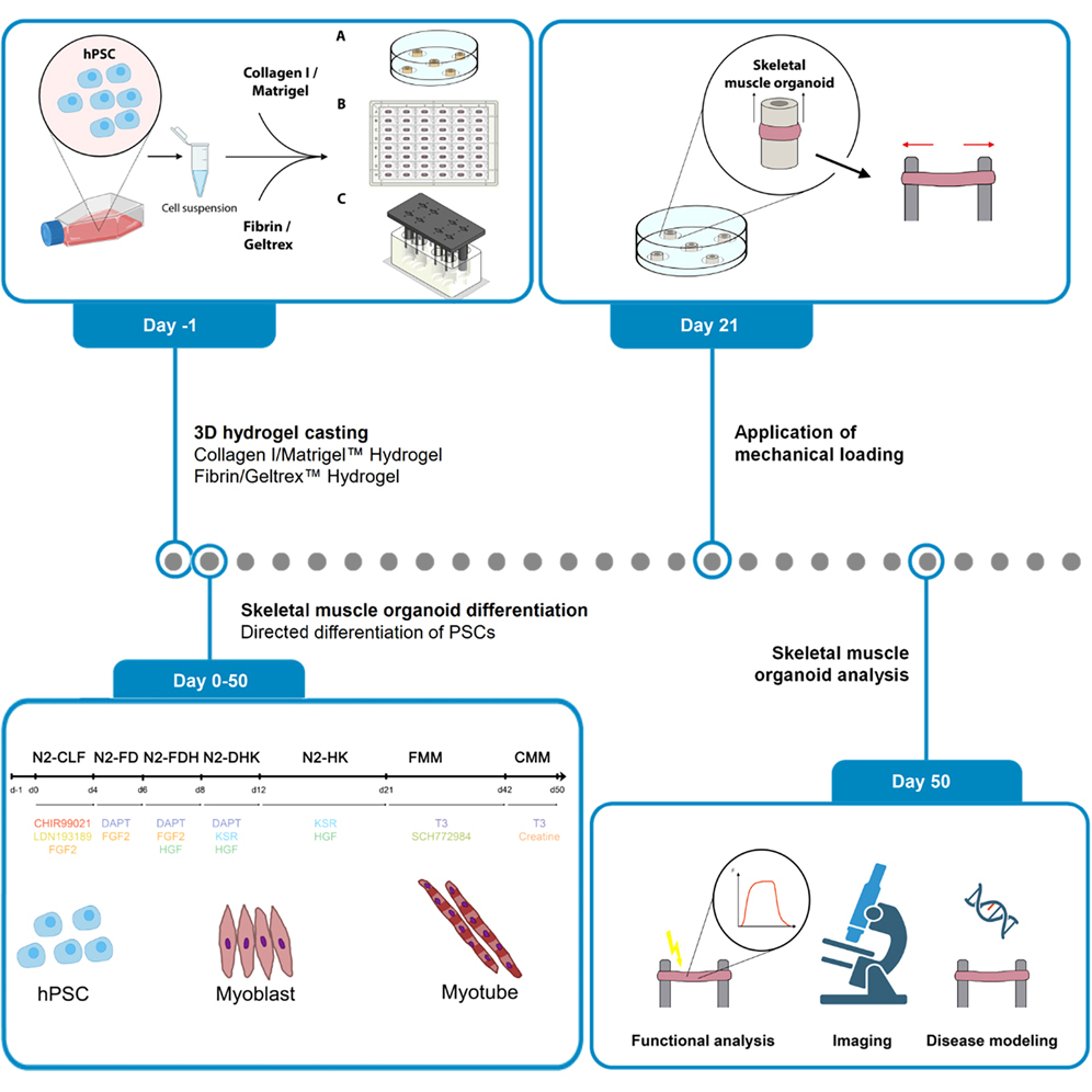 Cell Press: STAR Protocols