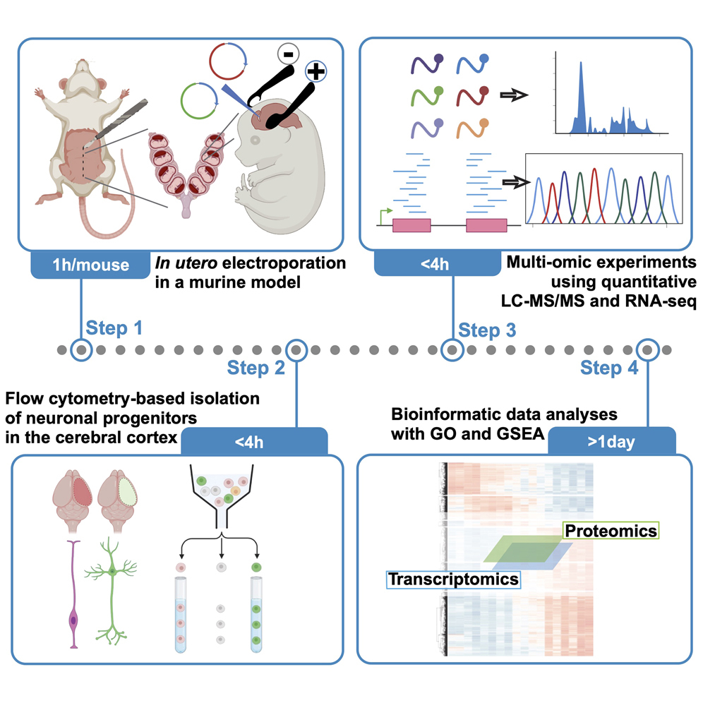 Cell Press: STAR Protocols