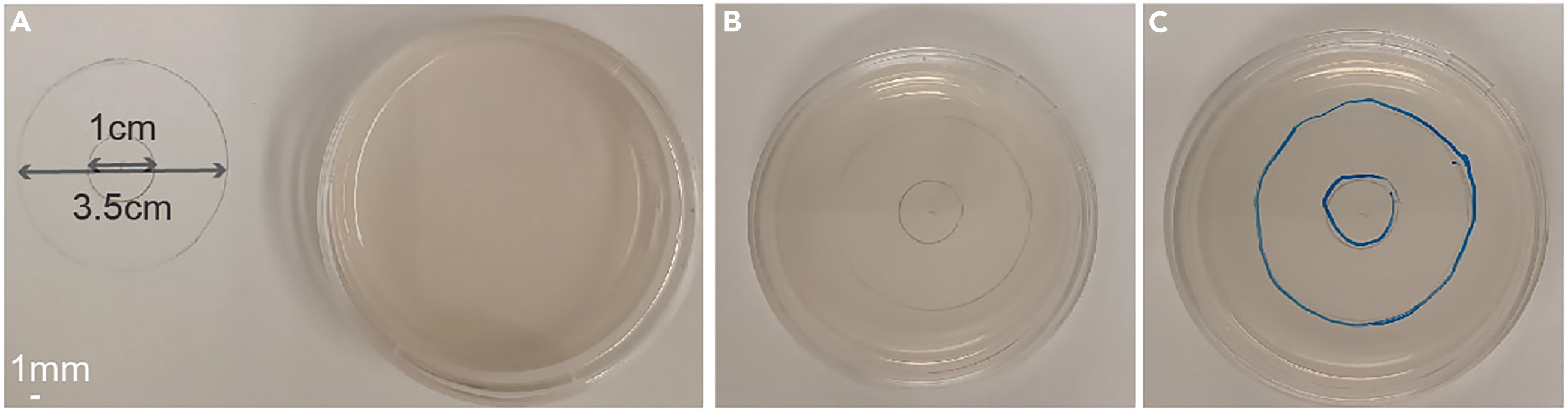 Cell Press: STAR Protocols