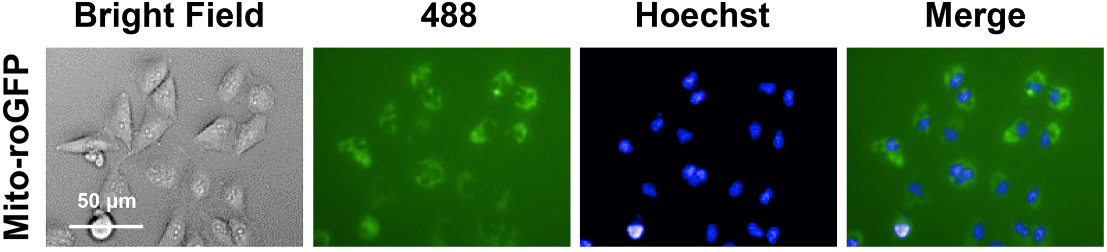 Cell Press: STAR Protocols