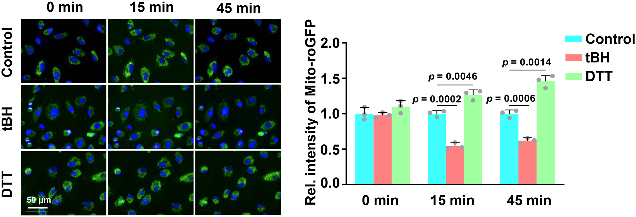 Cell Press: STAR Protocols