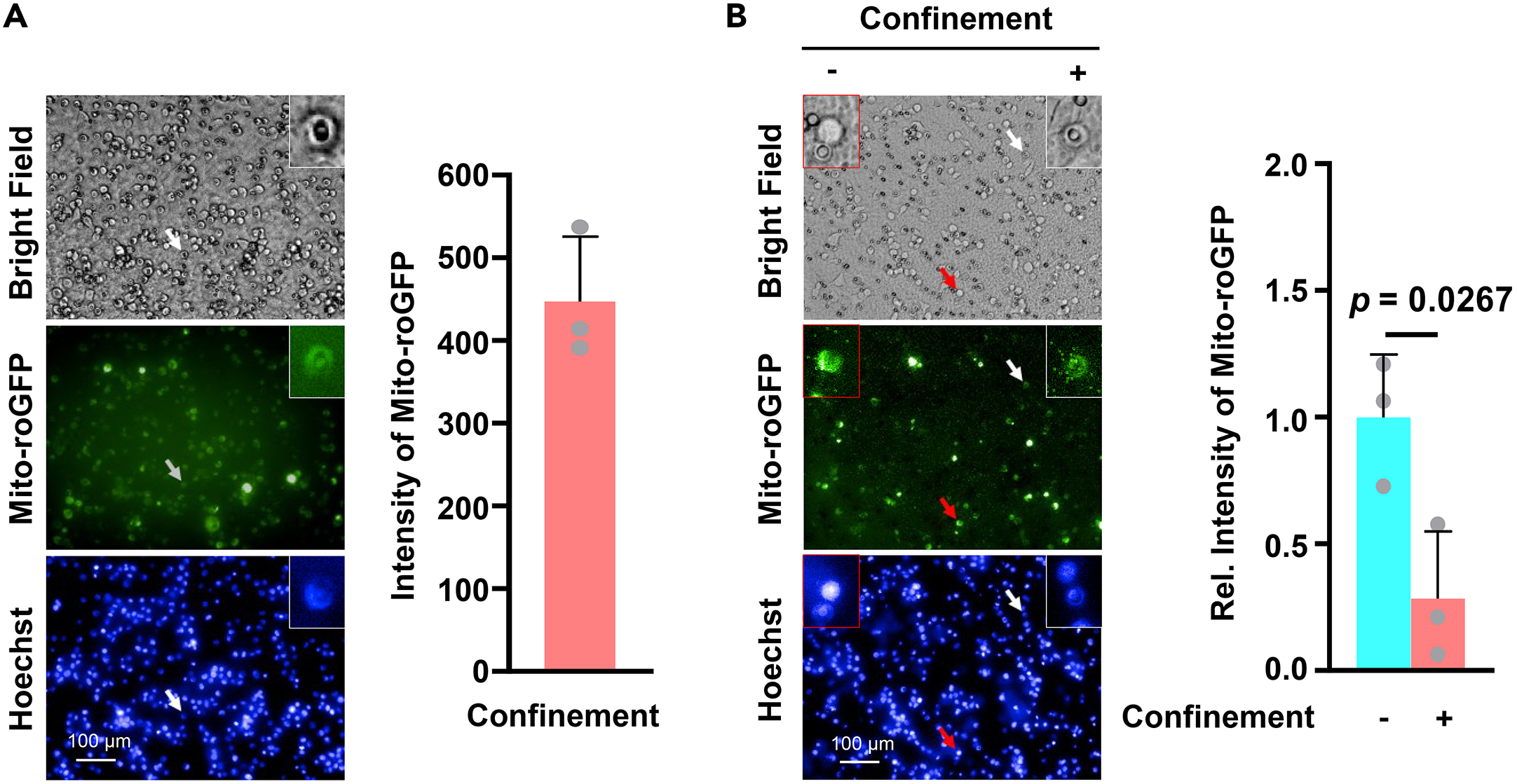 Cell Press: STAR Protocols