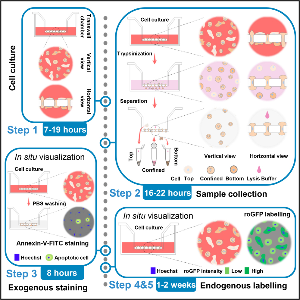 Cell Press: STAR Protocols