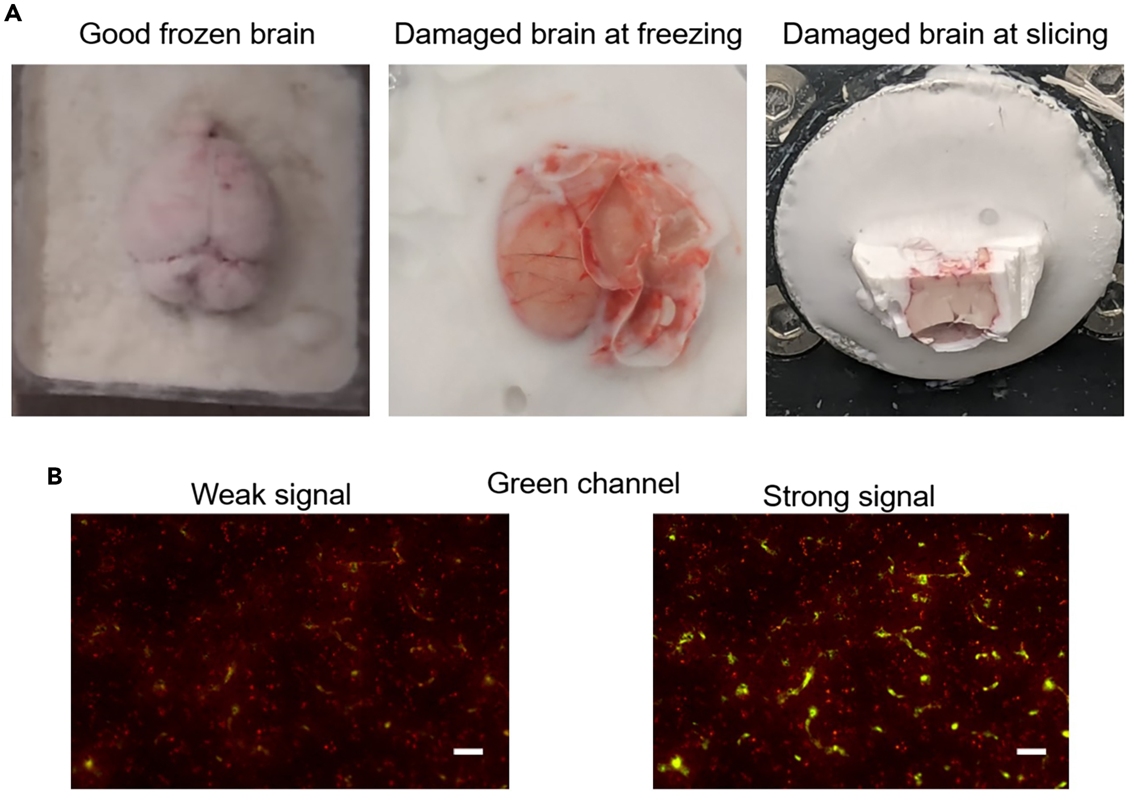 Cell Press: STAR Protocols