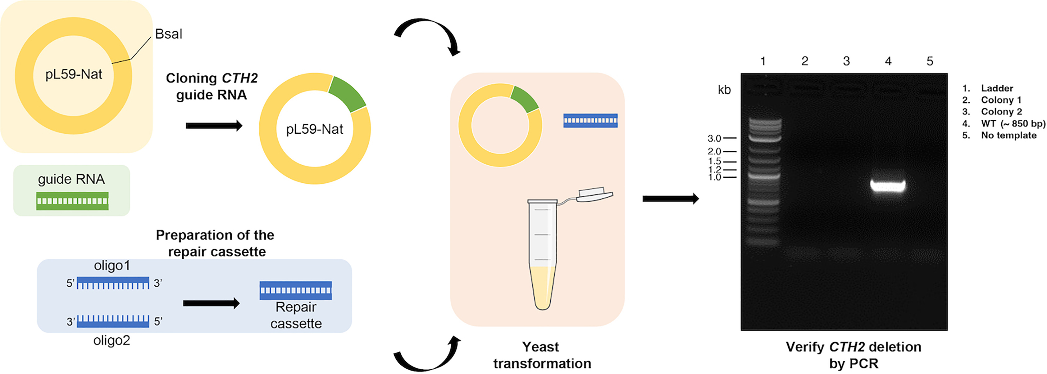 Cell Press: STAR Protocols