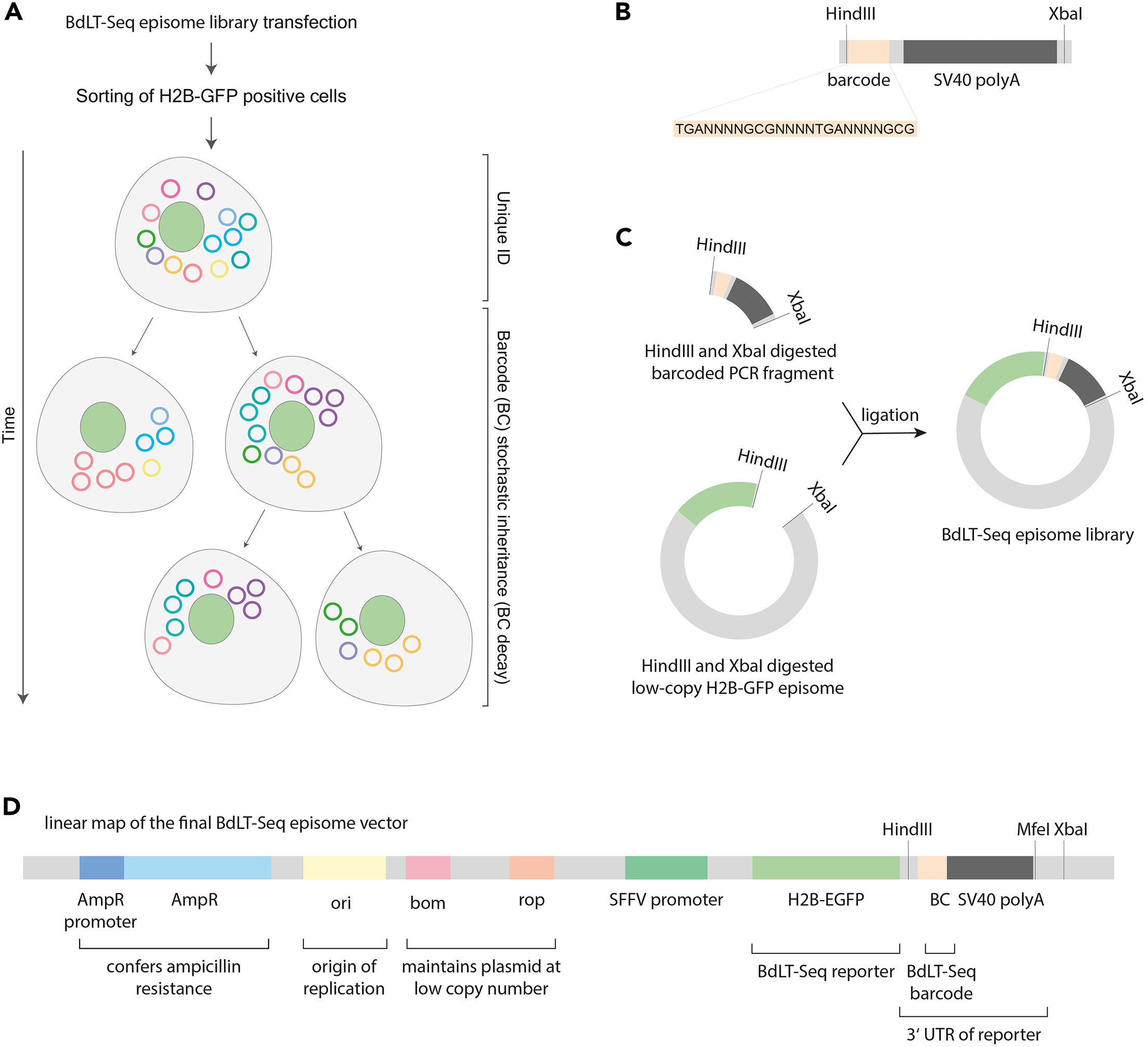 Cell Press: STAR Protocols