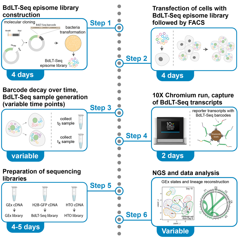 Cell Press: STAR Protocols