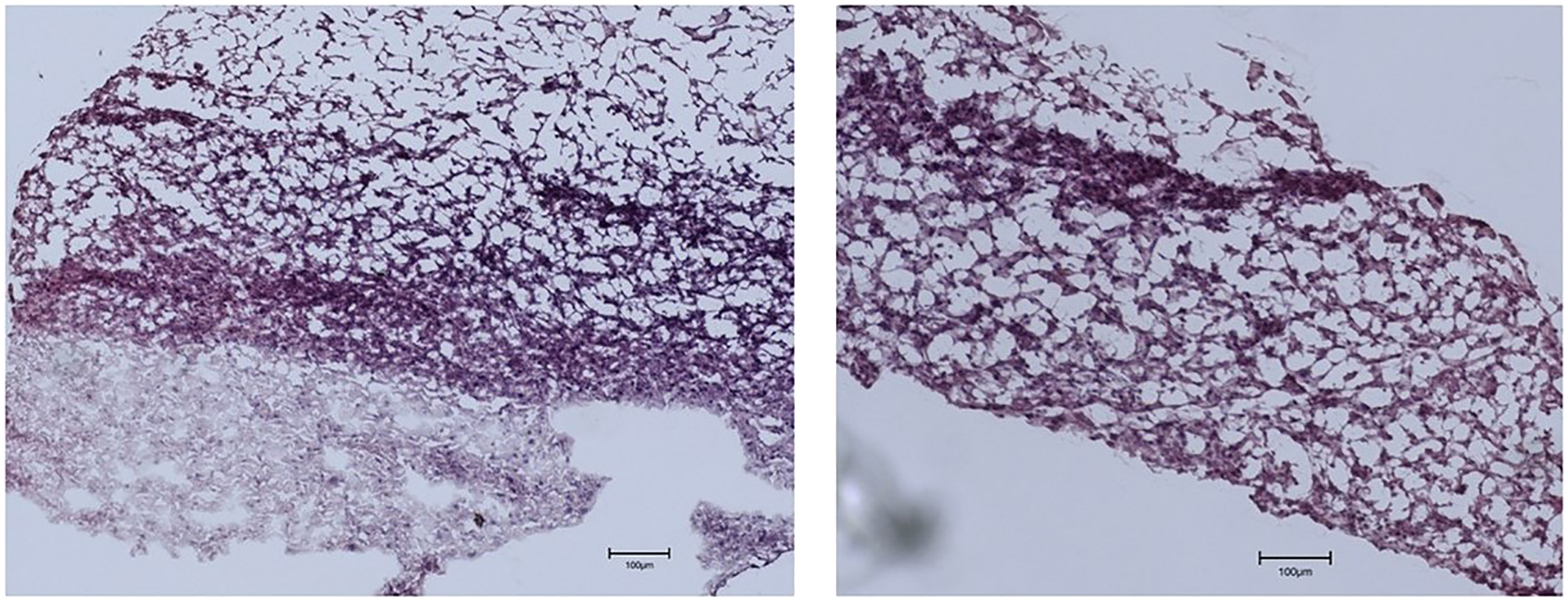 Cell Press: STAR Protocols