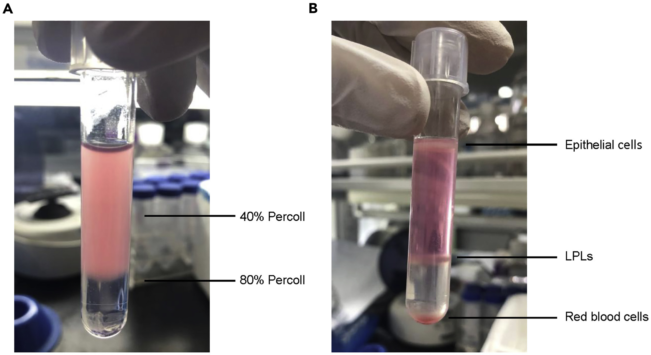 Cell Press: STAR Protocols