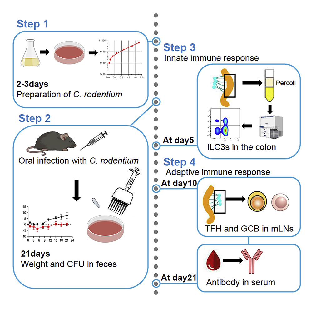 Cell Press: STAR Protocols