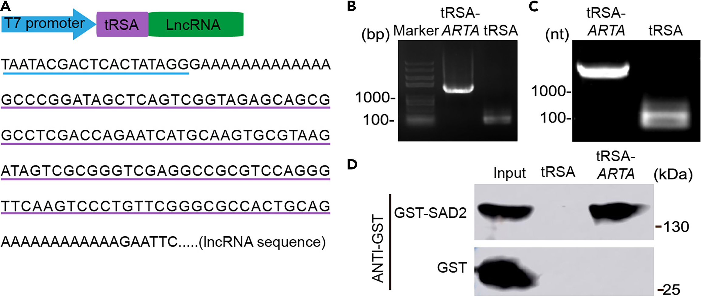Cell Press: STAR Protocols