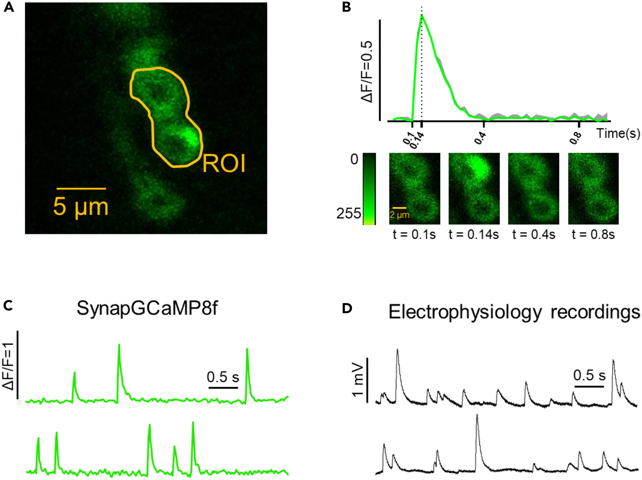 Cell Press: STAR Protocols