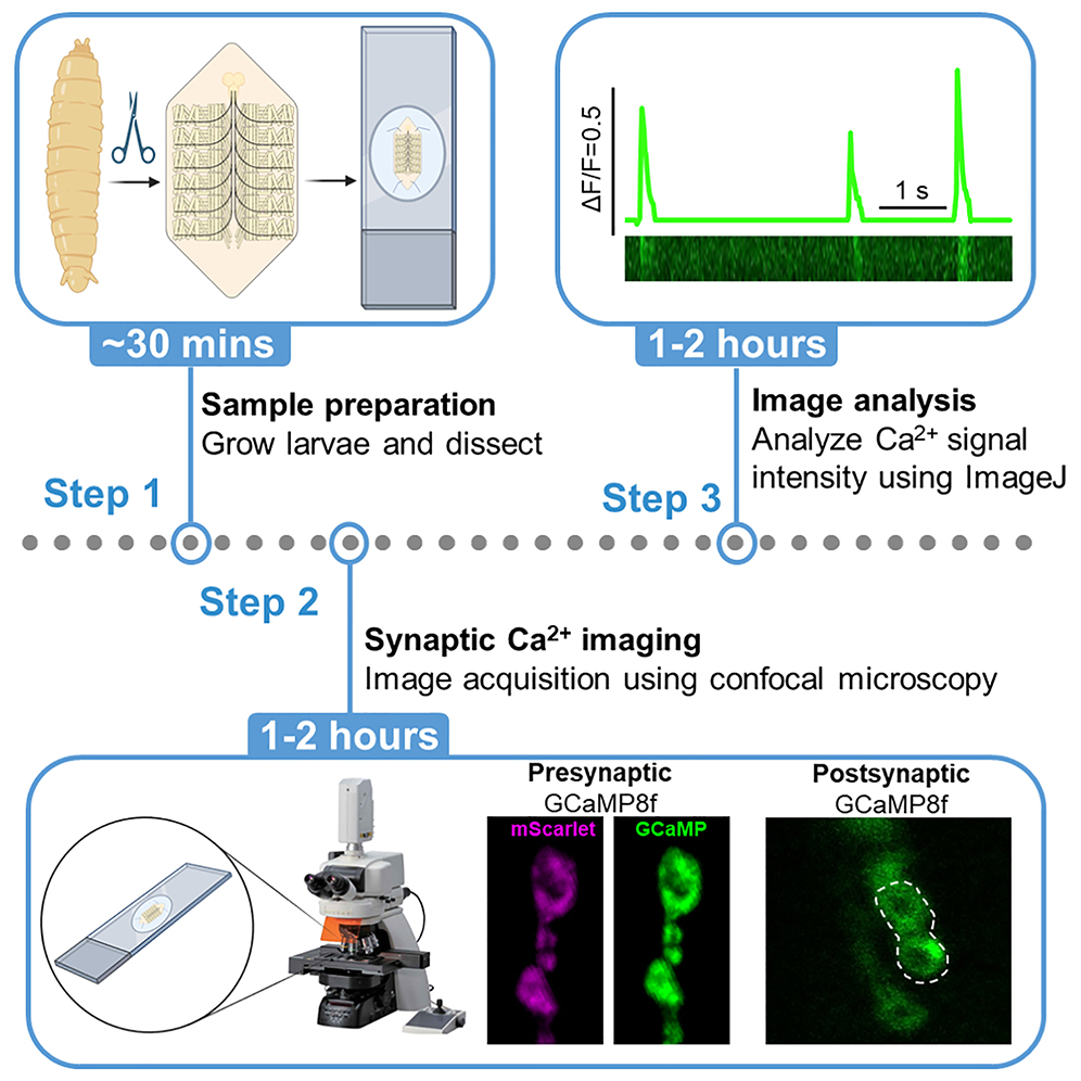 Cell Press: STAR Protocols