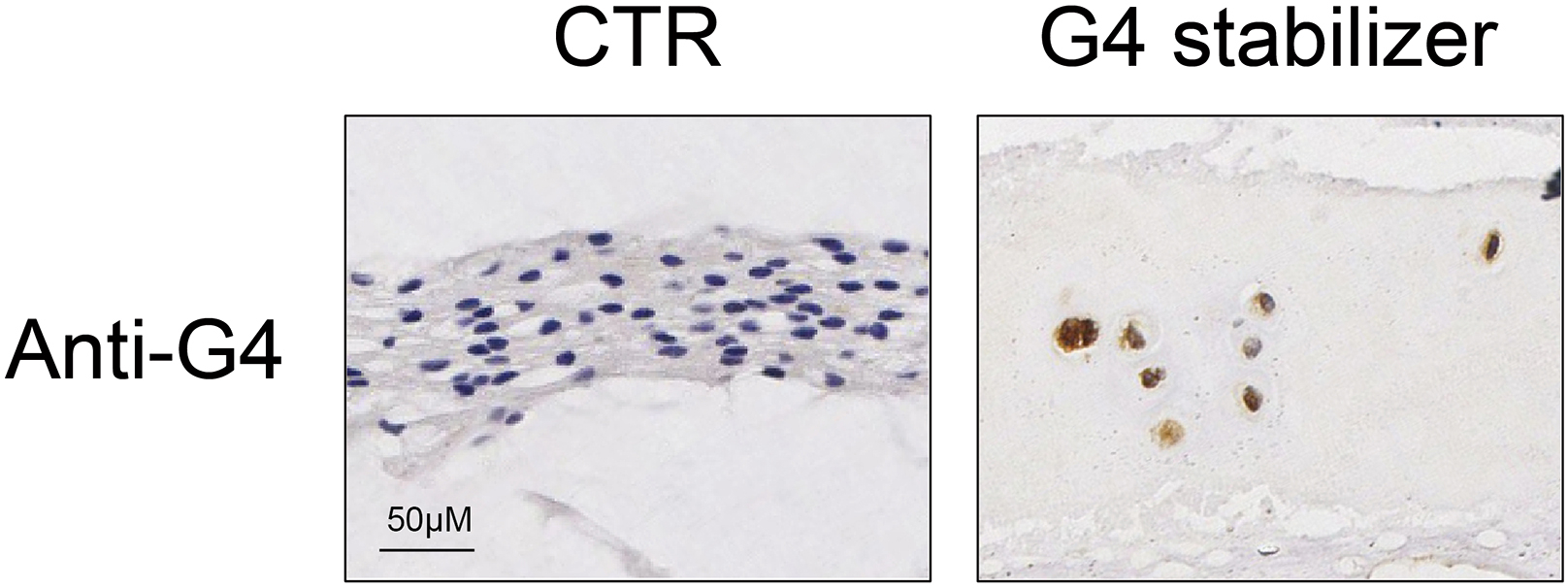 Cell Press: STAR Protocols