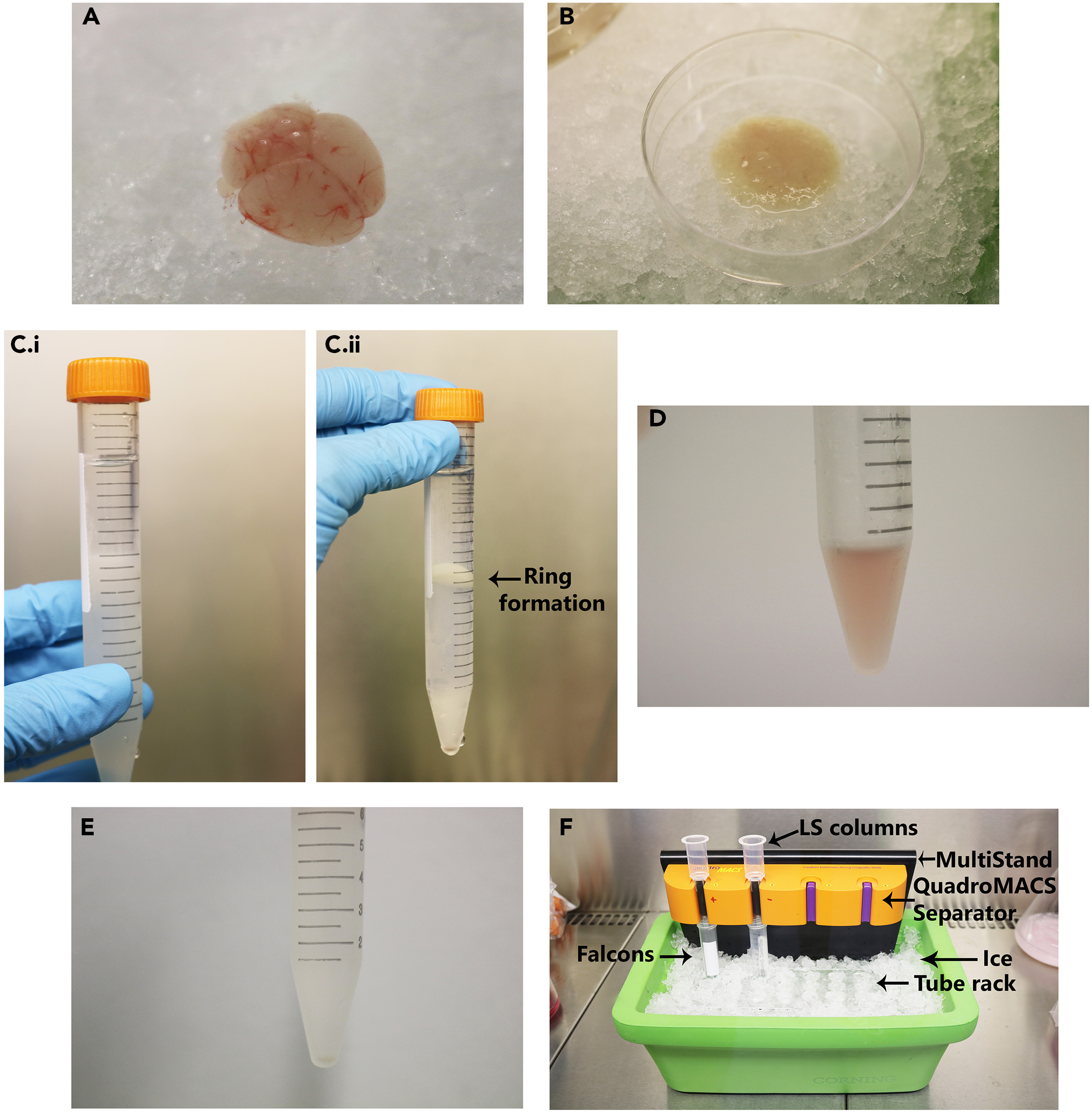 Cell Press: STAR Protocols