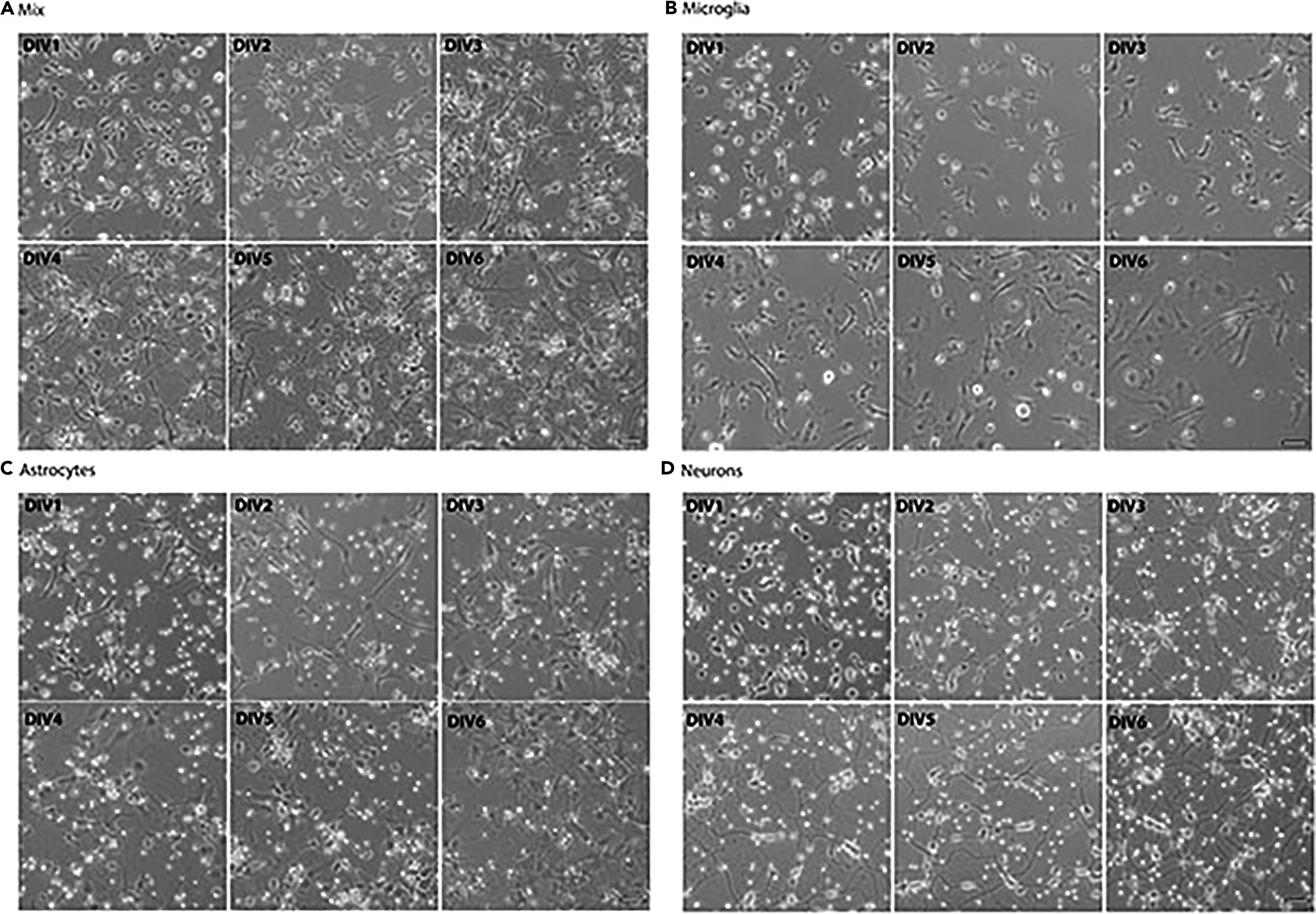 Cell Press: STAR Protocols