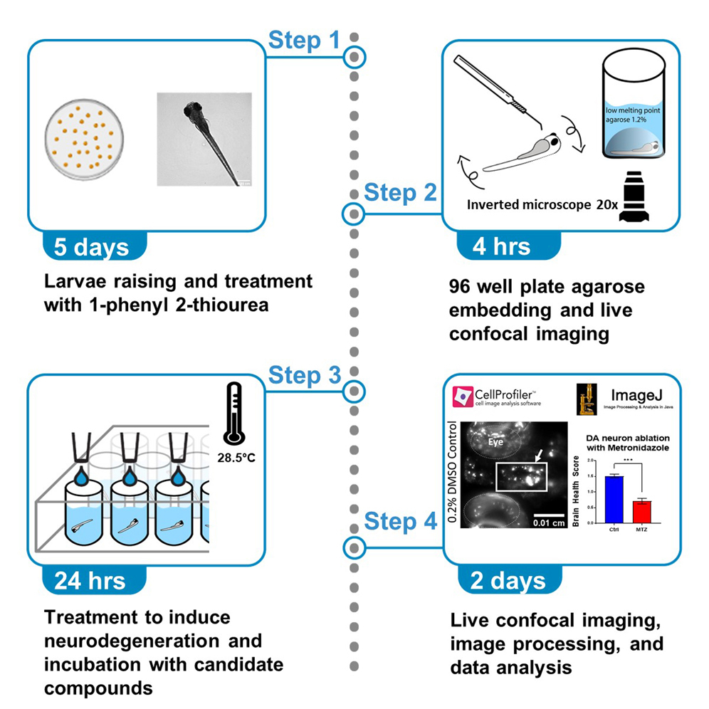 Cell Press: STAR Protocols