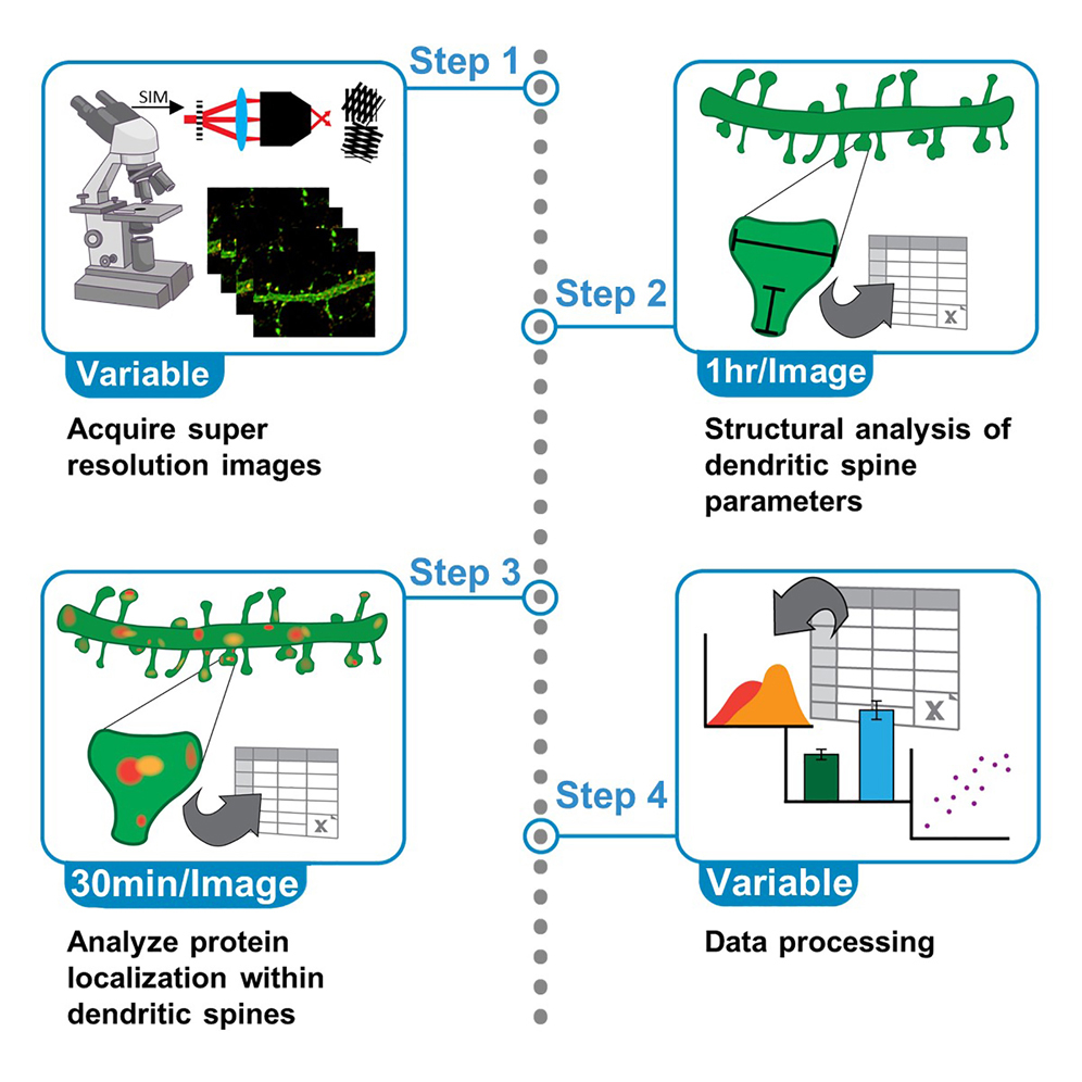 Cell Press: STAR Protocols