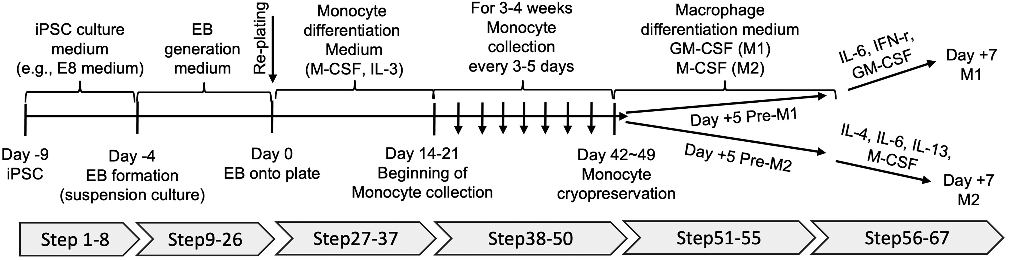 Cell Press: STAR Protocols