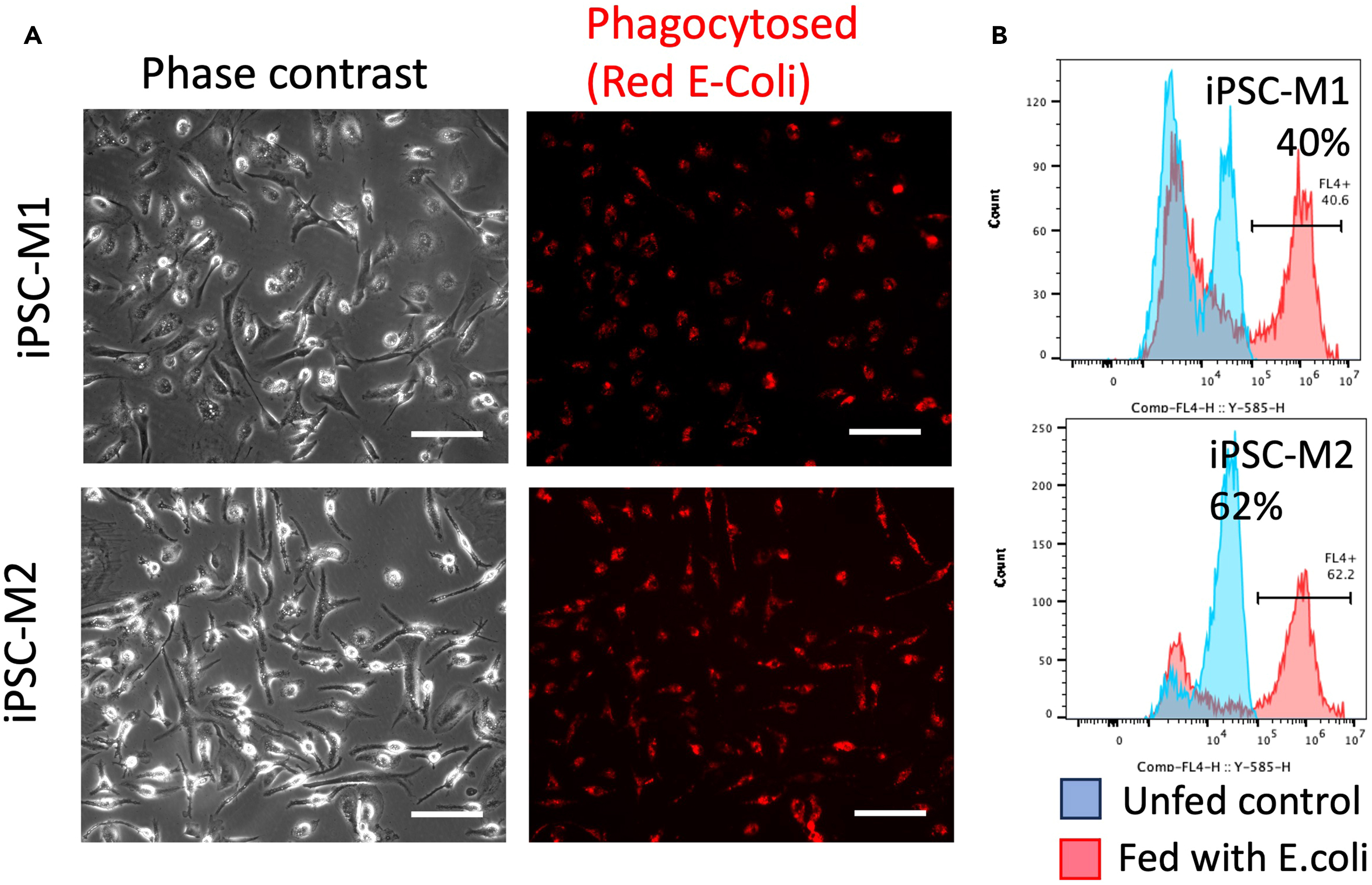Cell Press: STAR Protocols