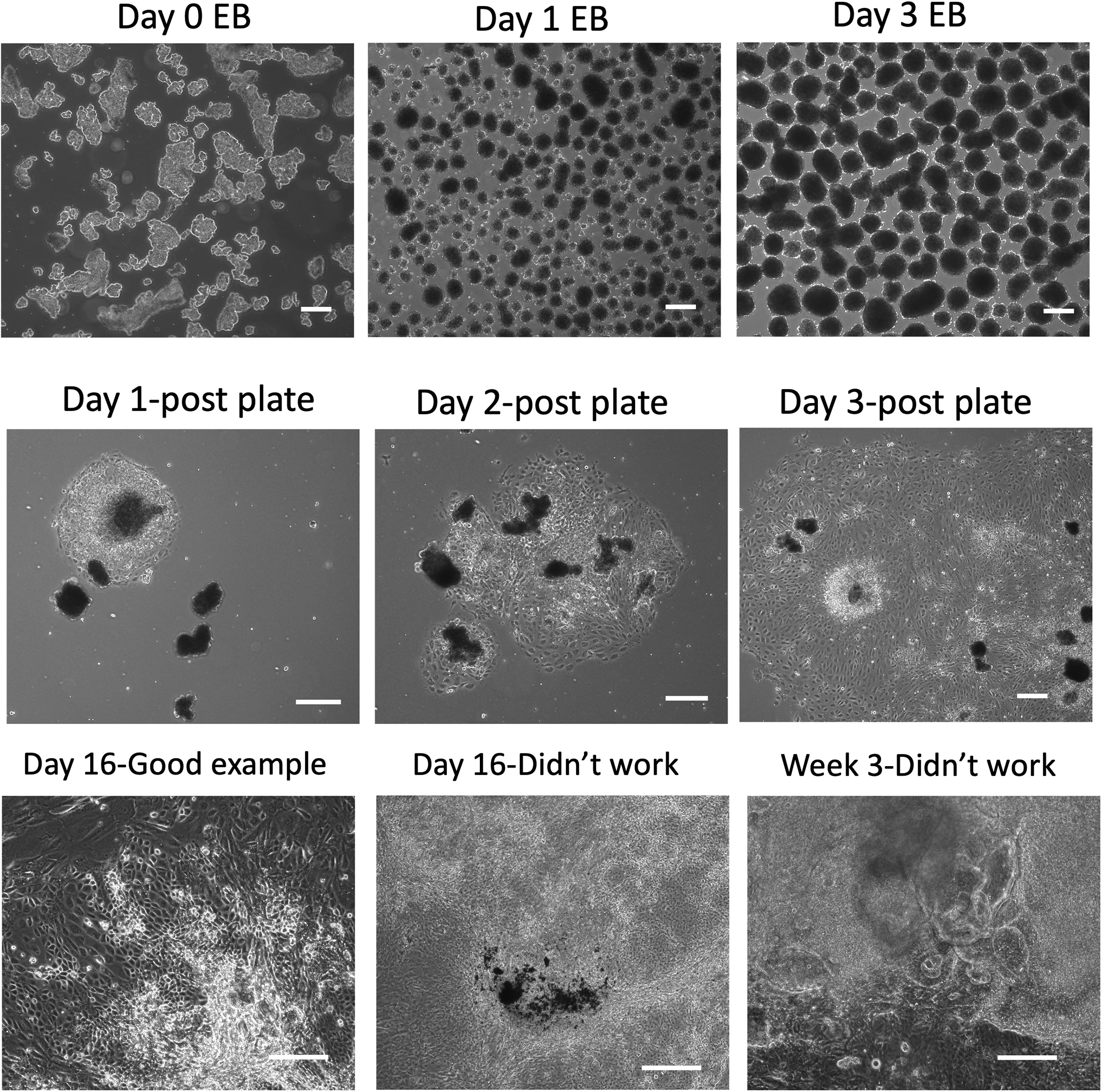 Cell Press: STAR Protocols