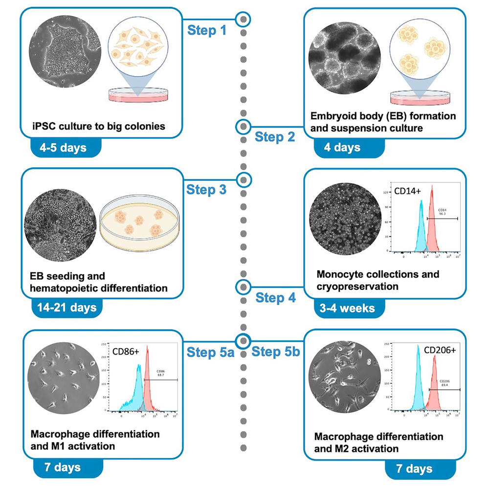 Cell Press: STAR Protocols