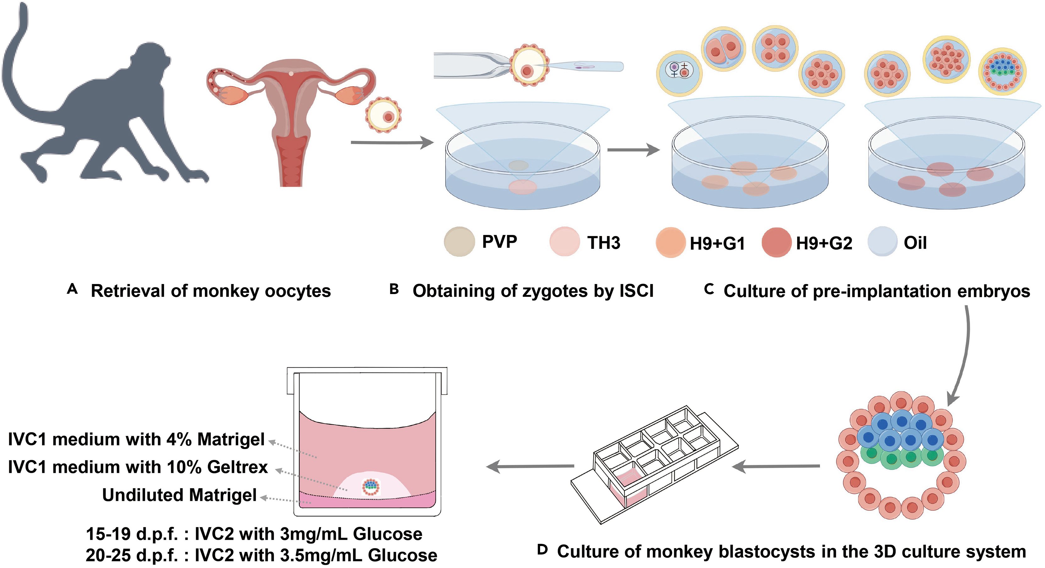 Cell Press: STAR Protocols
