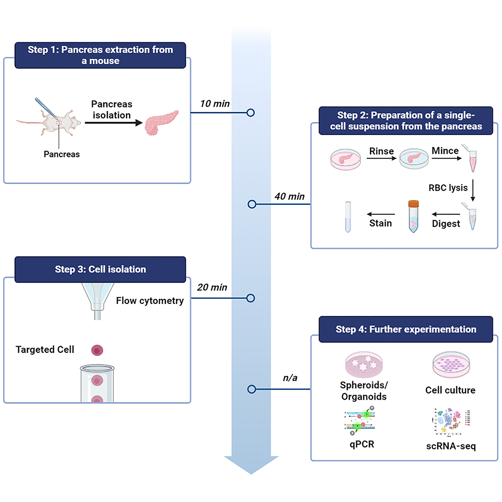 Cell Press: STAR Protocols