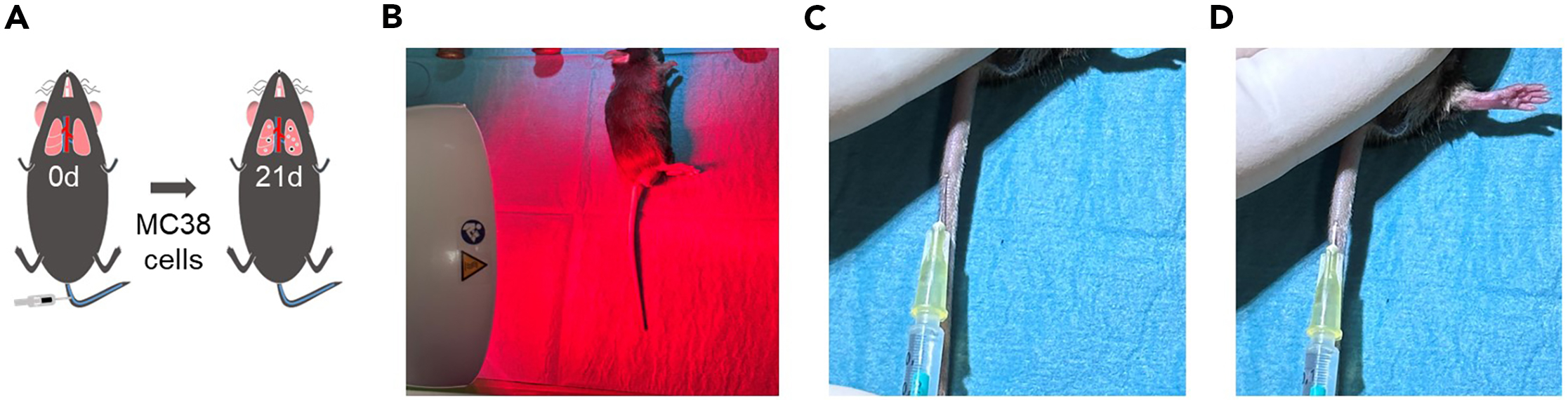 Cell Press: STAR Protocols