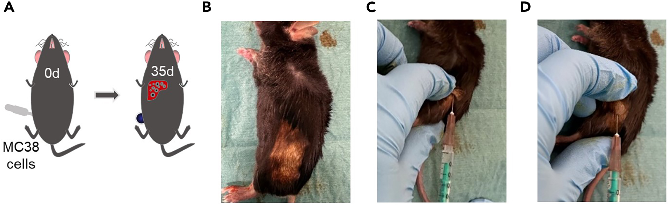 Cell Press: STAR Protocols