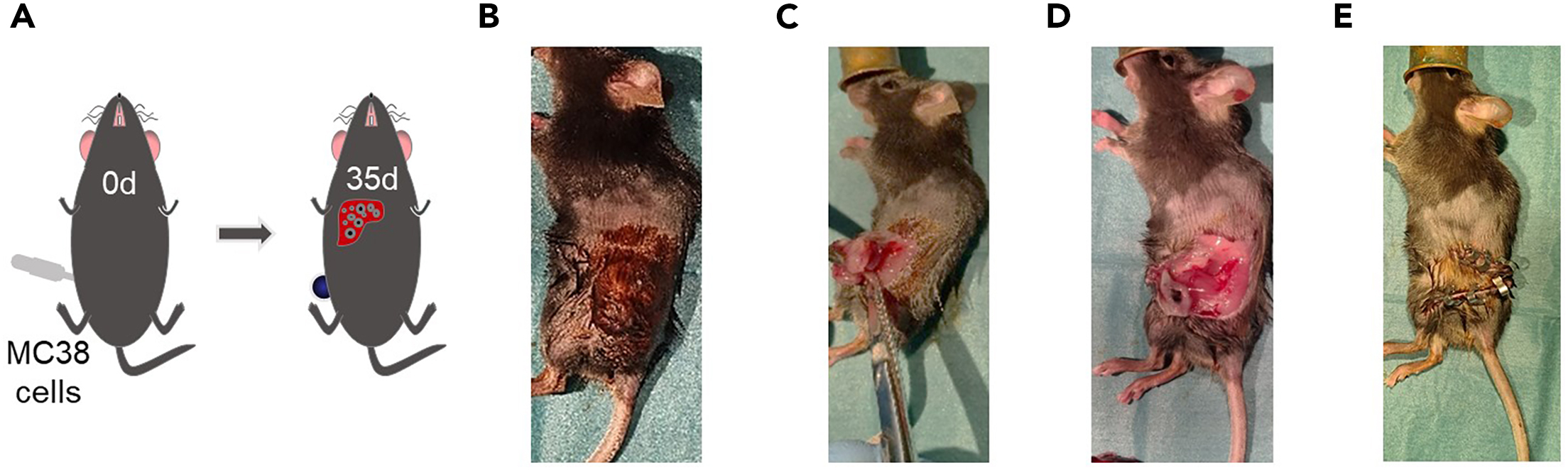 Cell Press: STAR Protocols