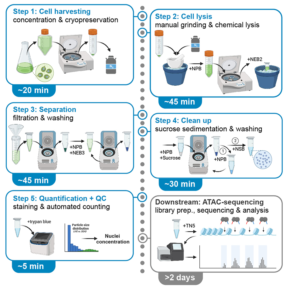 Cell Press: STAR Protocols