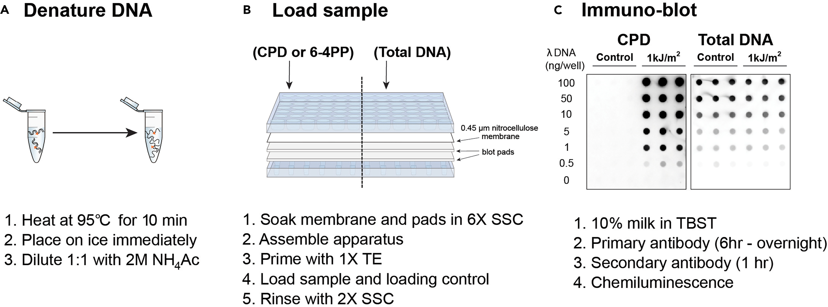 Cell Press: STAR Protocols