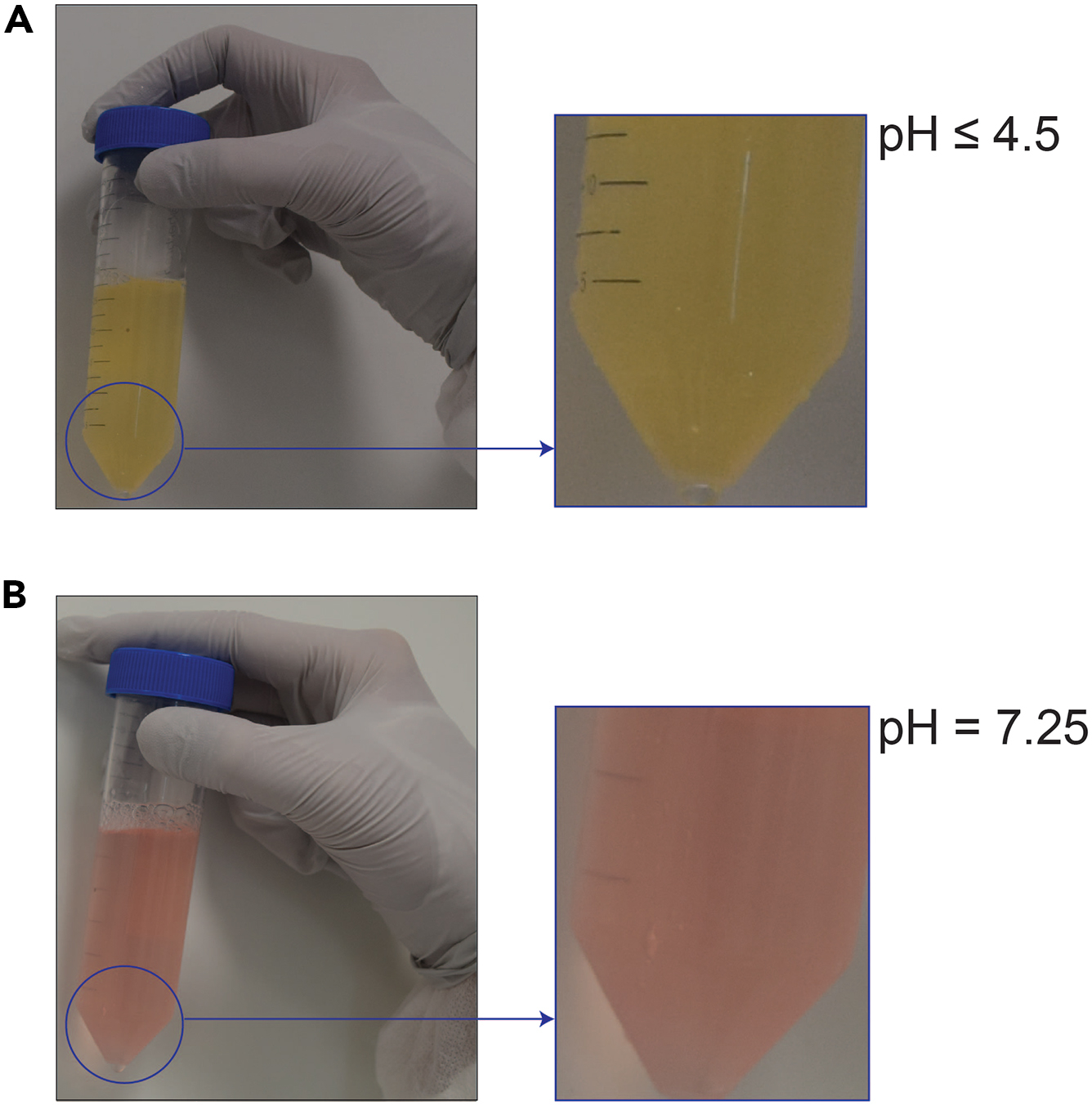 Cell Press: STAR Protocols