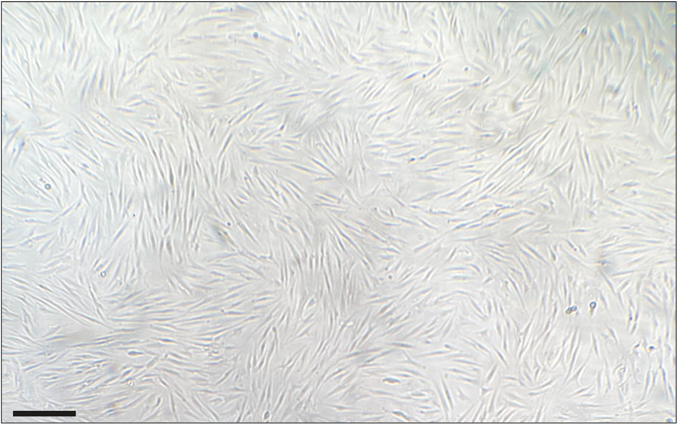 Cell Press: STAR Protocols