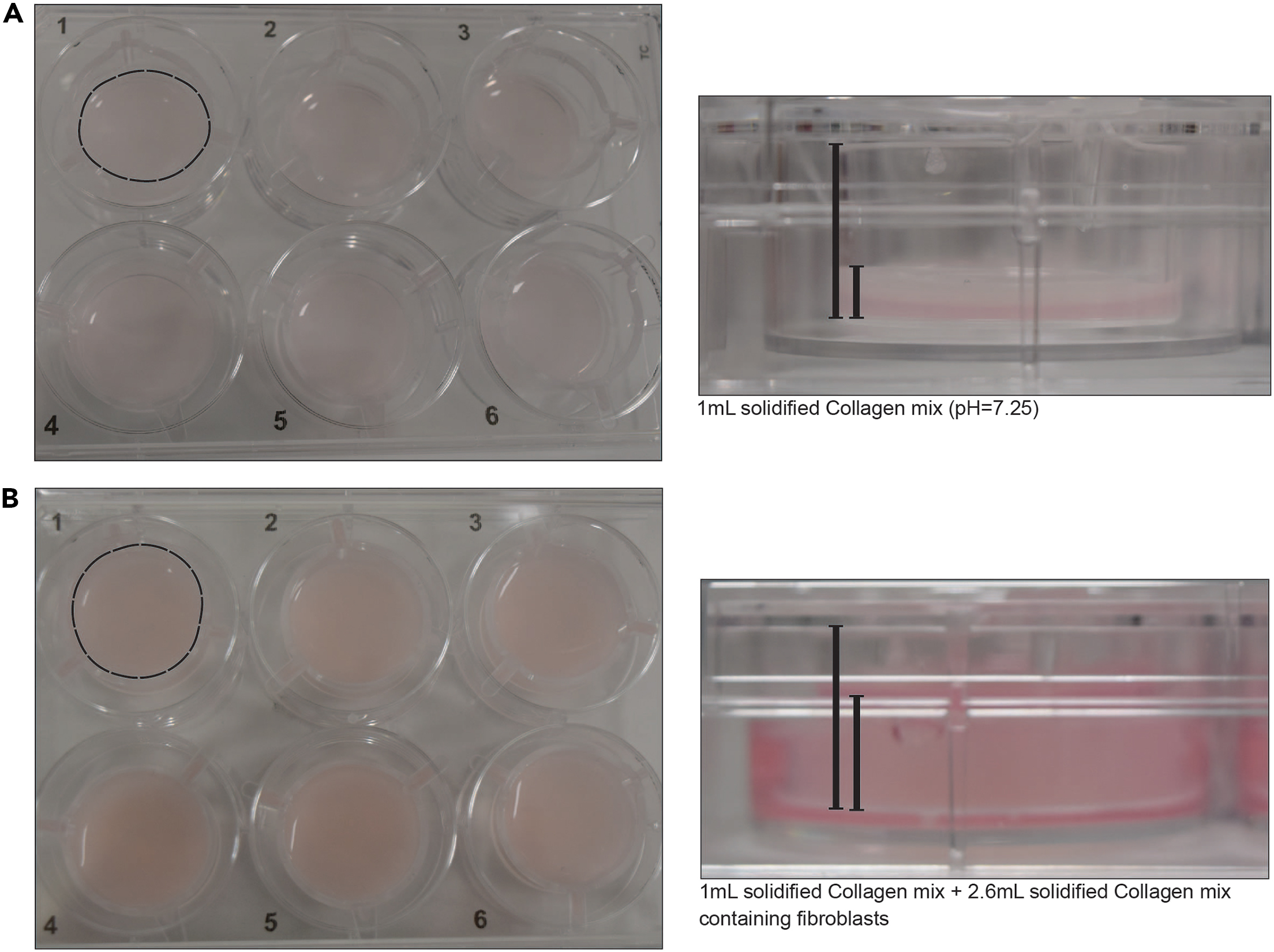 Cell Press: STAR Protocols