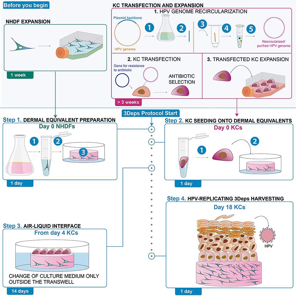 Cell Press: STAR Protocols