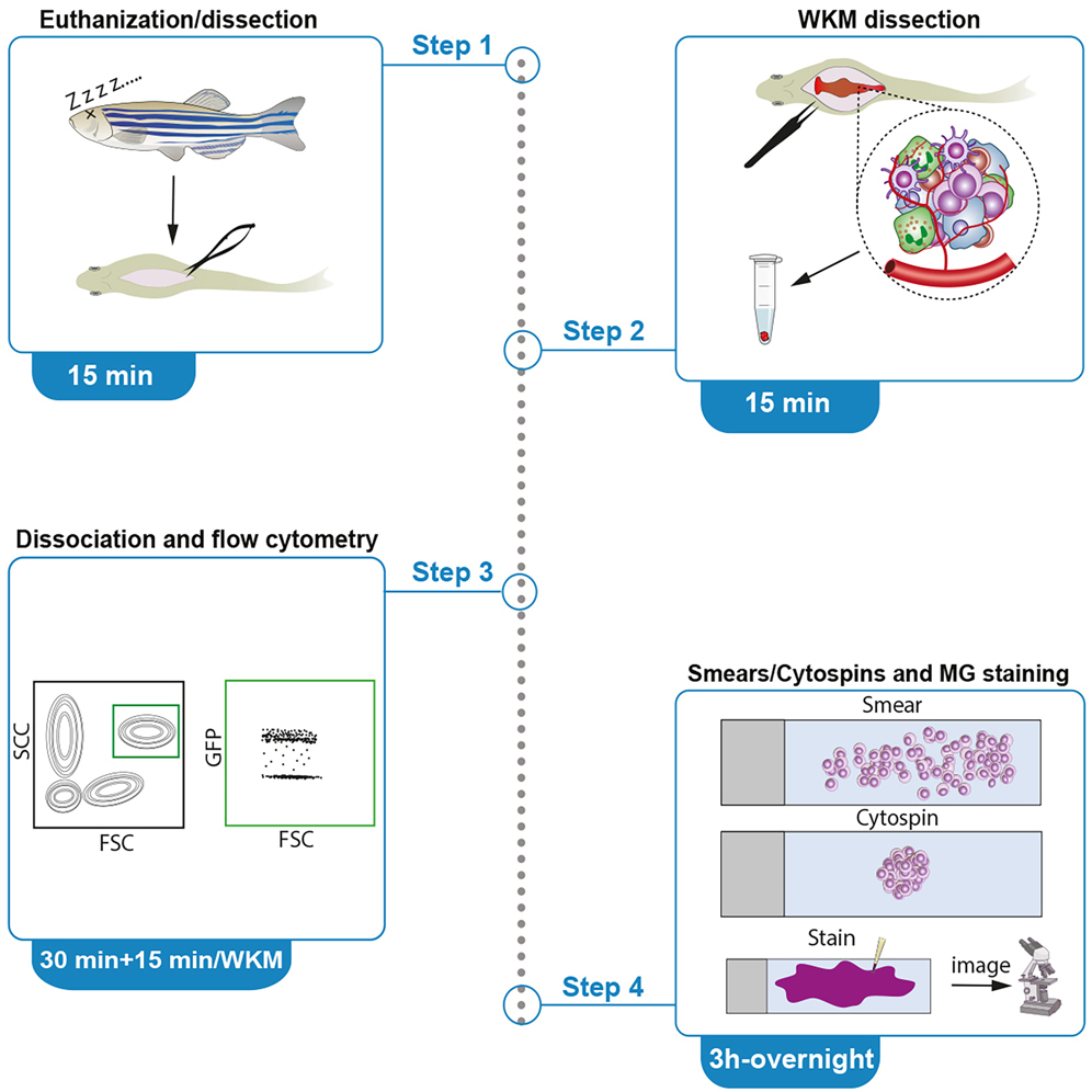 Cell Press: STAR Protocols