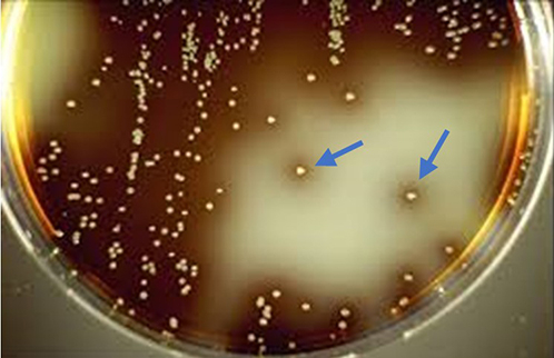 Cell Press: STAR Protocols