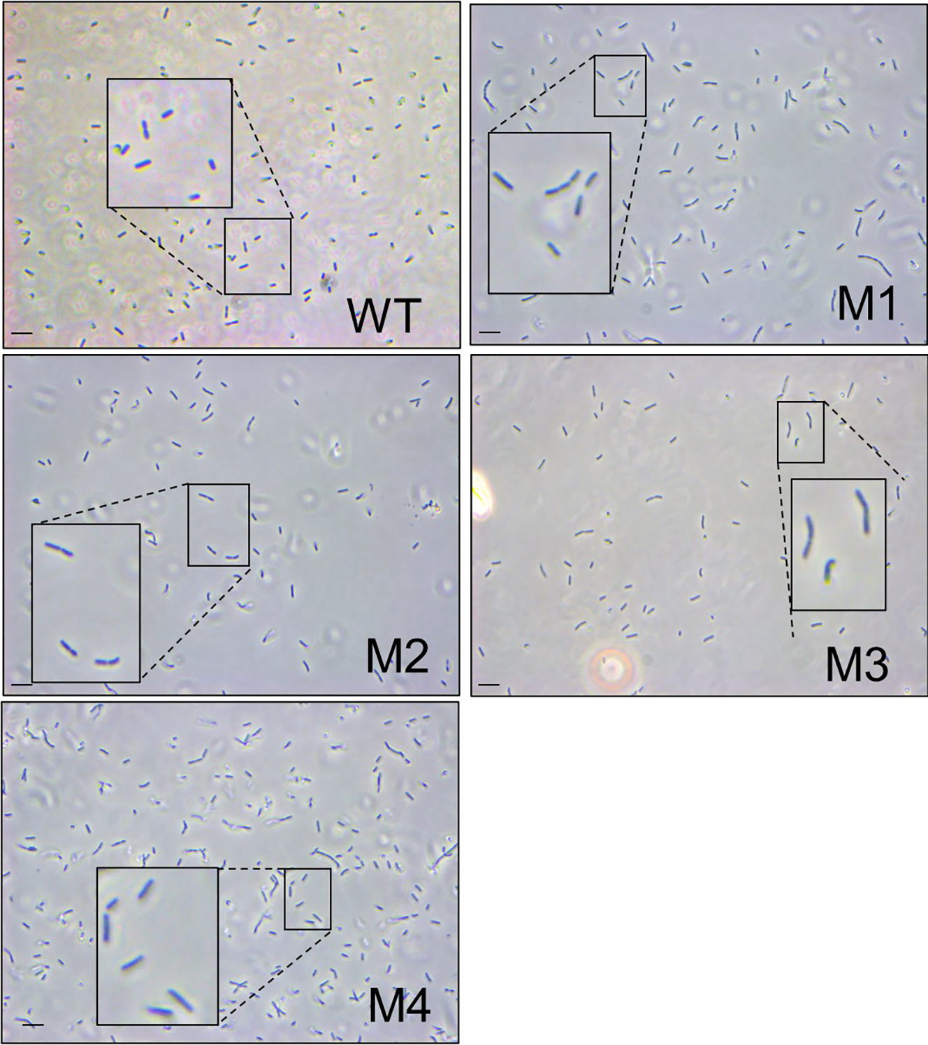 Cell Press: STAR Protocols